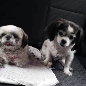 Angel Protocol Workspace | Postman API Network