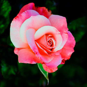 Get Application Data | Africa's Talking APIs | Postman API Network