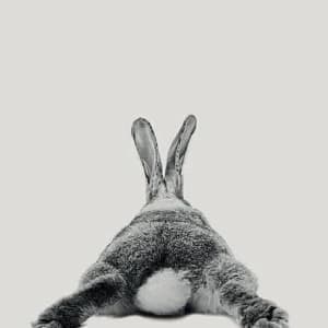 irfan | Postman API Network