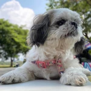 Paolo Mariano | Public APIs | Postman API Network