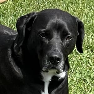 My Workspace | Postman API Network