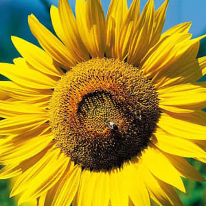 Vivek Dhasmana | Public APIs | Postman API Network