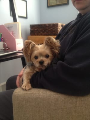 Coraxis Topical Solution for Dogs - Heartworm Prevention | VetRxDirect