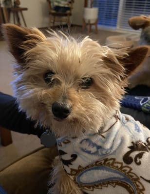 Coraxis Topical Solution for Dogs - Heartworm Prevention | VetRxDirect