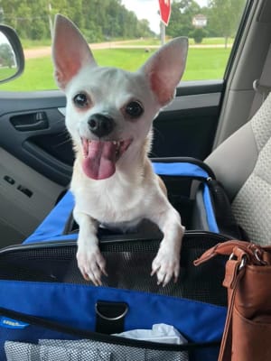 Coraxis Topical Solution for Dogs - Heartworm Prevention | VetRxDirect