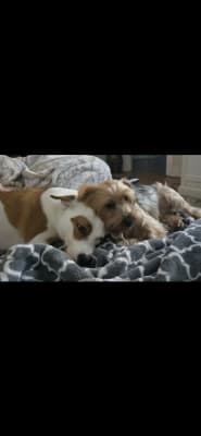 Coraxis Topical Solution for Dogs - Heartworm Prevention | VetRxDirect