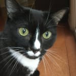 PrednisTab: Prednisolone for Dogs - Corticosteroid Tablets | 5mg Tablet