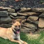 Viokase for Dogs: Pancreatic Enzyme Concentrate - Viokase V