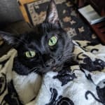 Porus One for Cats - Renaltec for Kidney Support in Cats | VetRxDirect