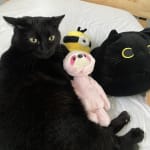 Fluticasone for Cats and Dogs - Generic Flovent | VetRxDirect Pharmacy