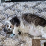 Porus One for Cats - Renaltec for Kidney Support in Cats | VetRxDirect ...