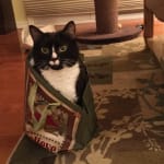 PrednisTab: Prednisolone for Dogs - Corticosteroid Tablets | 5mg Tablet