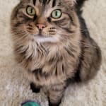 Porus One for Cats - Renaltec for Kidney Support in Cats | VetRxDirect