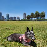 Fluticasone for Cats and Dogs - Generic Flovent | VetRxDirect Pharmacy