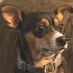 Claro Otic Solution for Dogs - Ear Infection Treatment | VetRxDirect