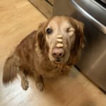 ZM Ultra for Dogs and Cats - Complete Joint Support | VetRxDirect.Pharmacy