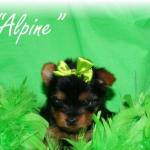 Fluticasone for Cats and Dogs - Generic Flovent | VetRxDirect Pharmacy