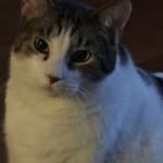 PrednisTab: Prednisolone for Dogs - Corticosteroid Tablets | 5mg Tablet