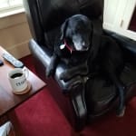 ZM Ultra for Dogs and Cats - Complete Joint Support | VetRxDirect.Pharmacy