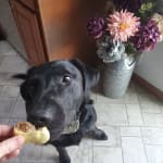 Claro Otic Solution for Dogs - Ear Infection Treatment | VetRxDirect