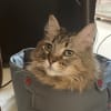 Cat Compression Box | Cat Beds | Uncommon Goods
