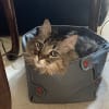 Cat Compression Box | Cat Beds | Uncommon Goods