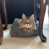 Cat Compression Box | Cat Beds | Uncommon Goods