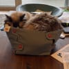 Cat Compression Box | Cat Beds | Uncommon Goods