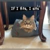 Cat Compression Box | Cat Beds | Uncommon Goods