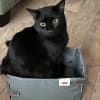 Cat Compression Box | Cat Beds | Uncommon Goods