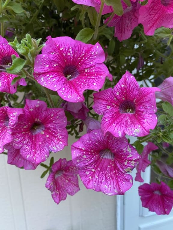 Ortho 0345610 Rose And Flower Insect Killer, 24 Oz - Bed Bath & Beyond ...