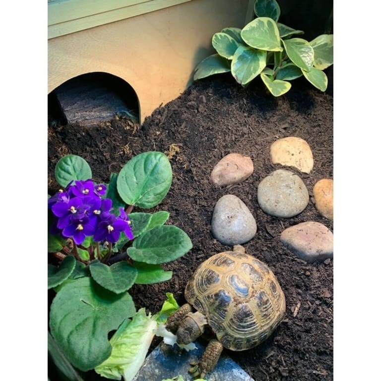 PawHut 37"L Wood Tortoise House Turtle Habitat, Indoor Tortoises ...