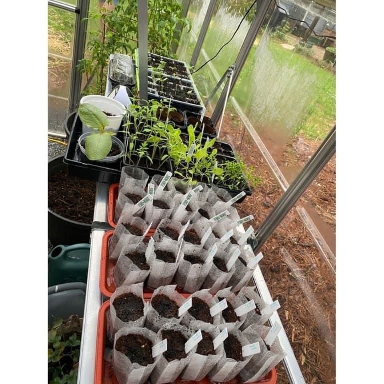 Jiffy TR72 Seed Starter Trays, 1-1/2" Refill Cells, 72-Pack - Bed Bath ...