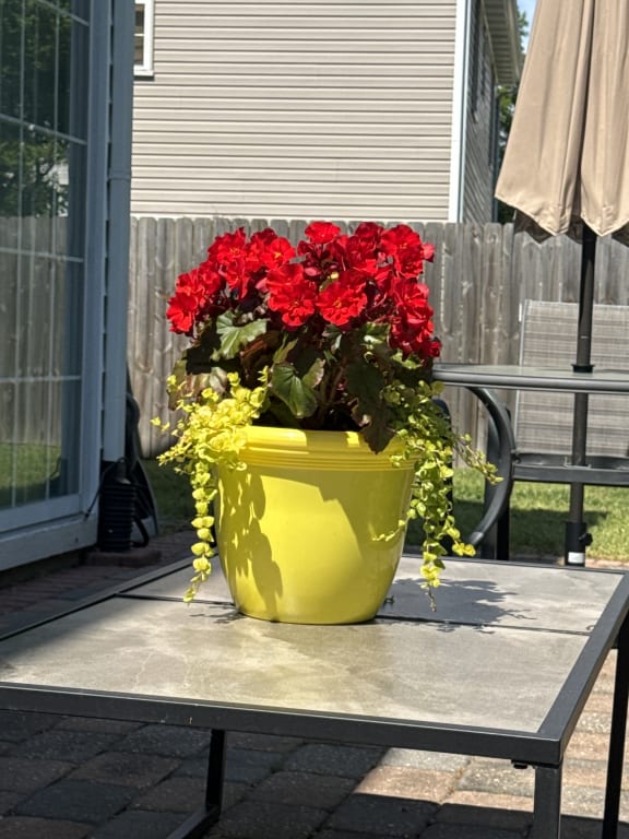 Red Capri Outdoor Planter, 12" | At Home
