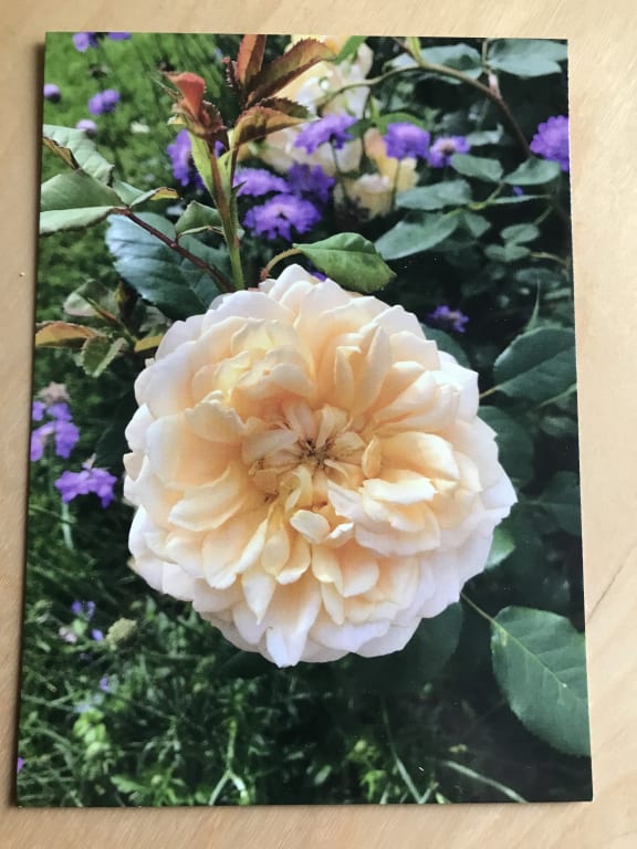 Specialdesignede postkort, Tryk af firmapostkort | VistaPrint
