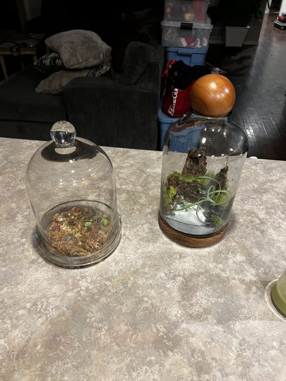 Clear Glass Cloche Tray, 12"