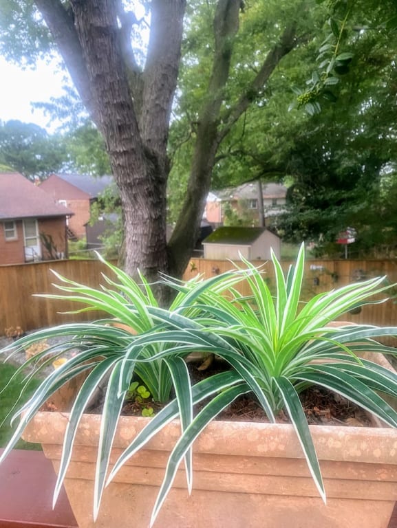 Indoor & Outdoor Spider Bush, 19"
