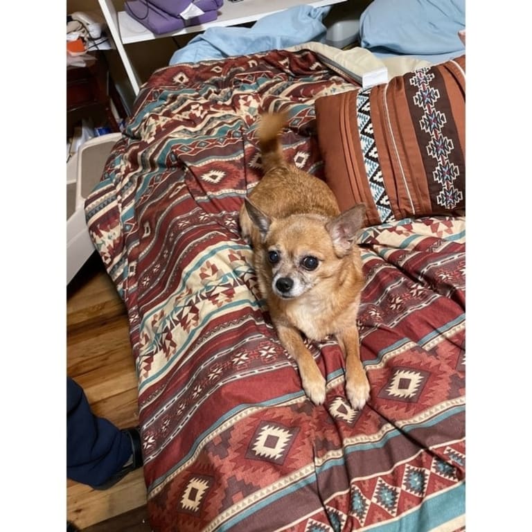 Madison Park Davy Spice 7-piece Comforter Set - Bed Bath & Beyond ...