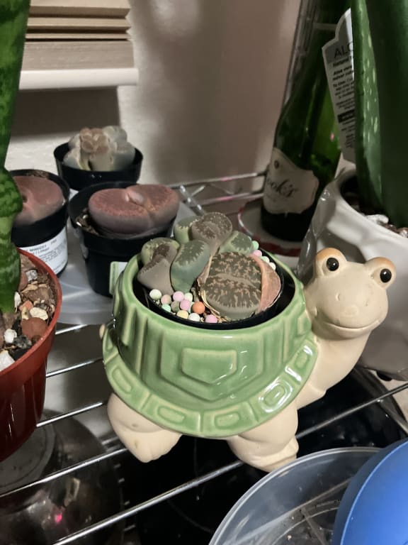 Indoor Turtle Ceramic Planter, 5"