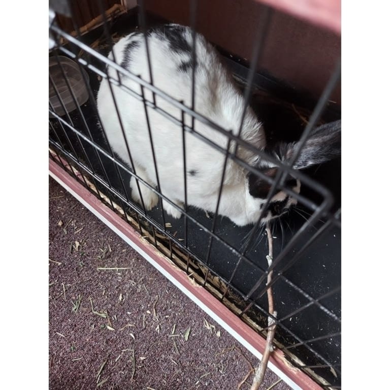 Pawhut 54-inch 2-tier Wood/Wire Rabbit Hutch - Bed Bath & Beyond - 22407429