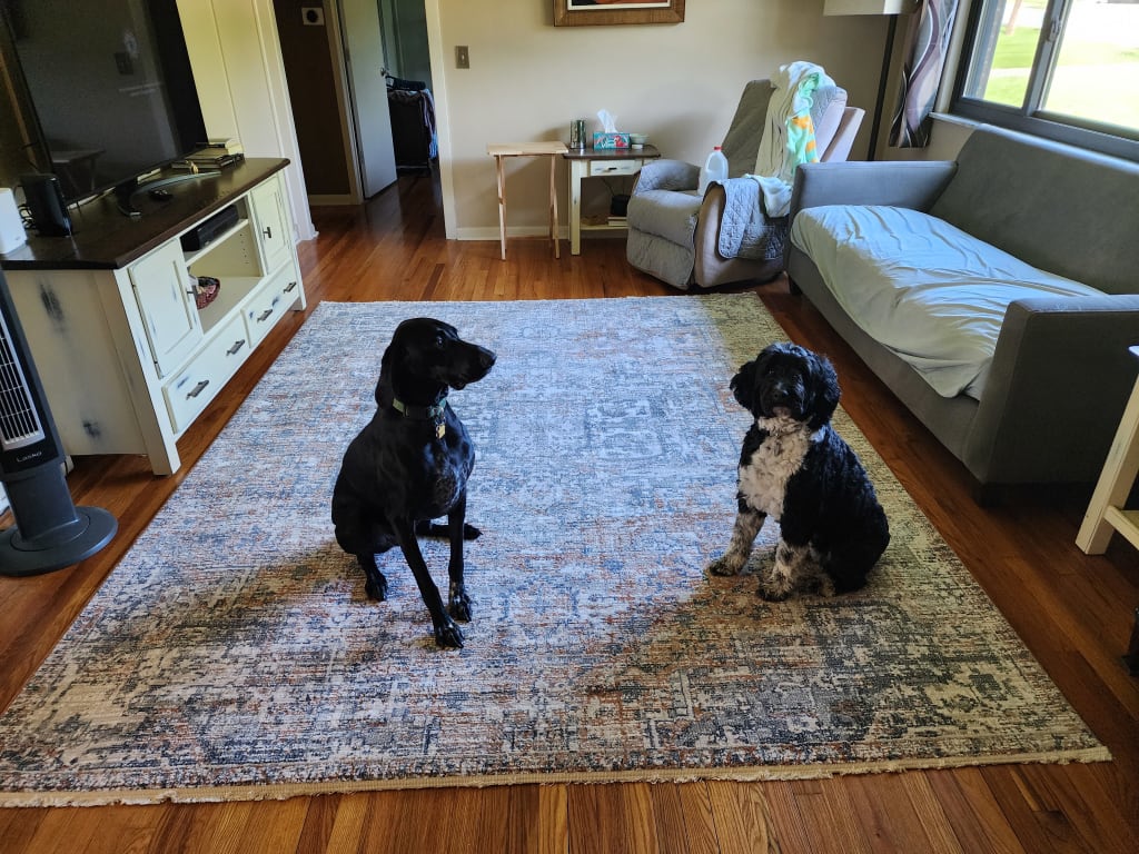 Amore Rust and Blue Medallion Area Rug 8x10 | Area Rugs | At Home