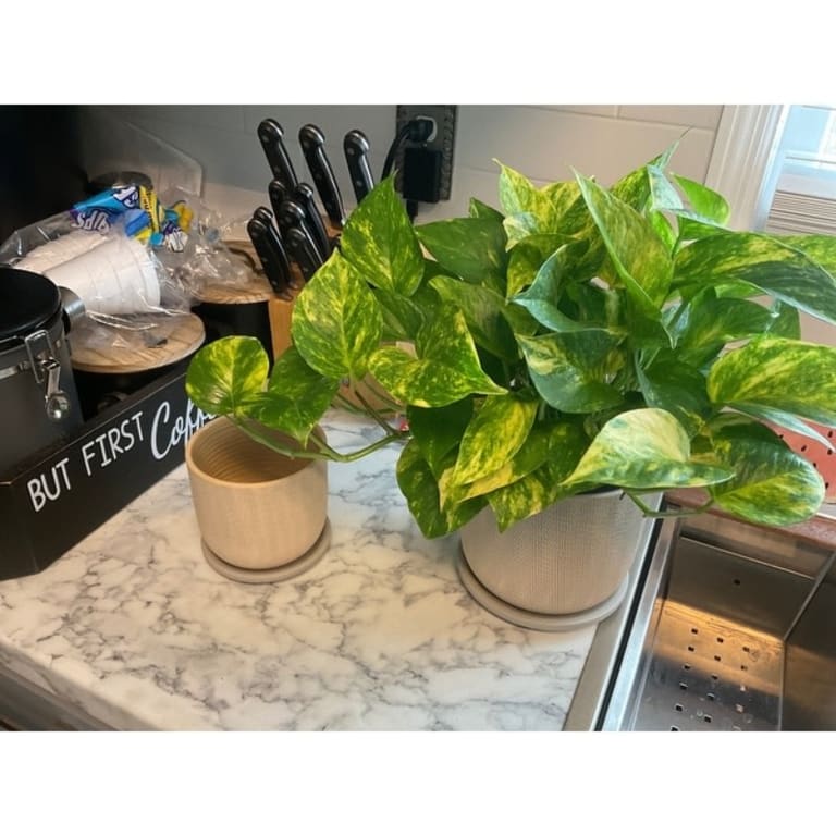 Ceramic Mesh Planters with Saucers - 6" - Taupe and Brown - Set of 2 ...