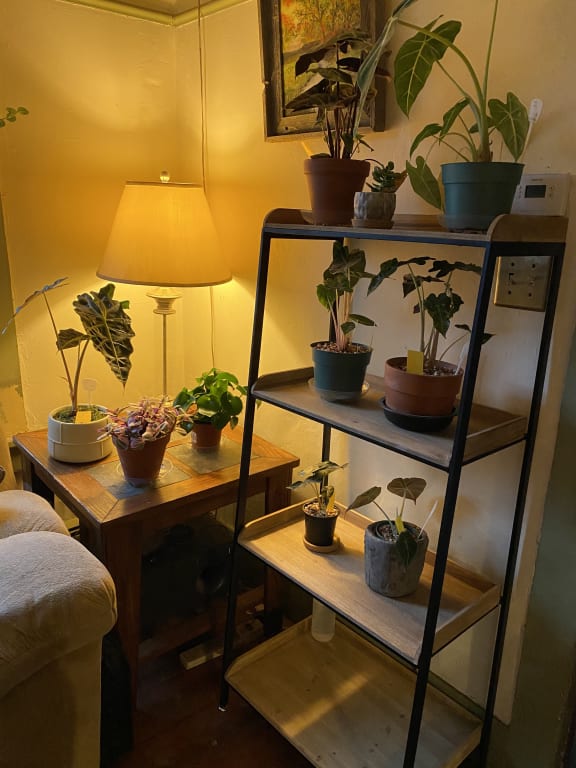 Versatile Folding Rack | At Home