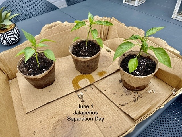 Salsa Grow Kit | Uncommon Goods