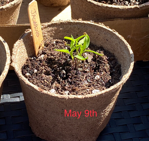 Salsa Grow Kit | Uncommon Goods