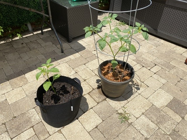 Salsa Grow Kit | gardening kit, diy recipe | Uncommon Goods