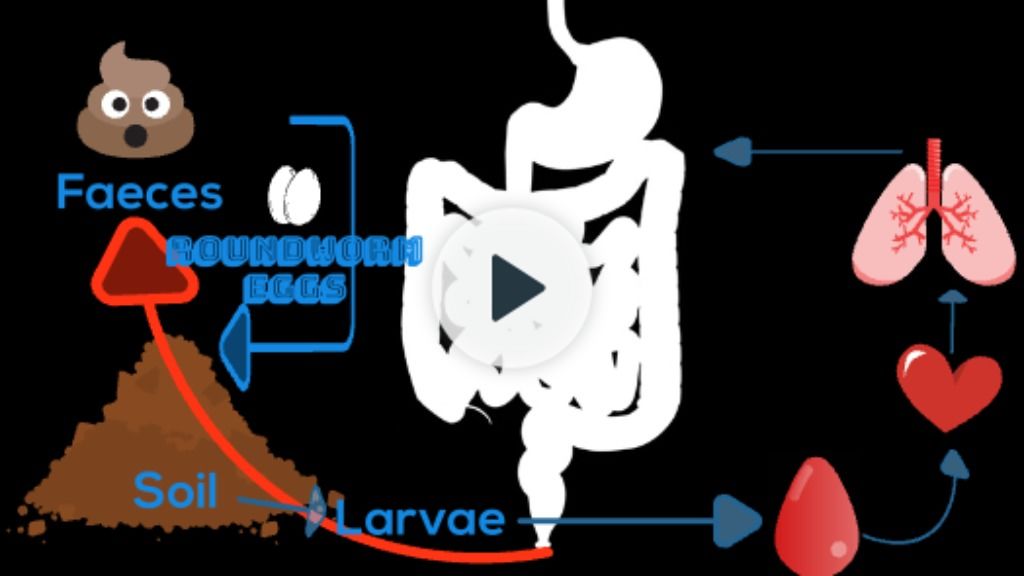 Powtoon - Helminth Life Cycle