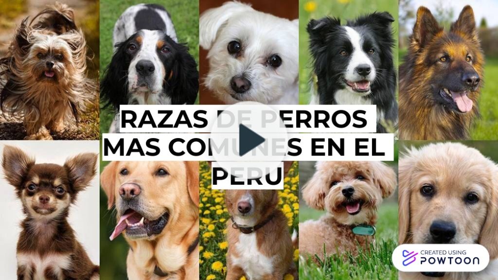 Powtoon - Las razas de perros mas comunes en el Perú
