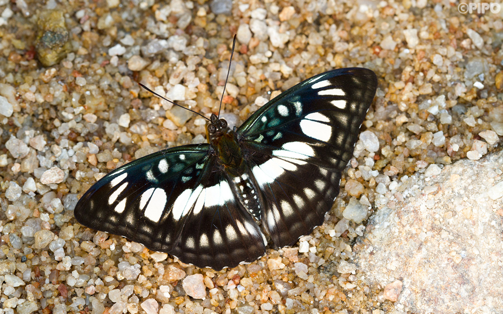 Athyma ranga obsolescens : Black-veined Sergeant / ผีเสื้อจ่าเส้นปีกดำ