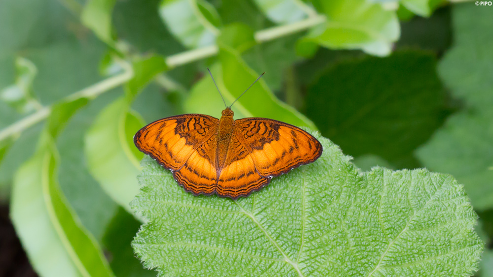 Nymphalidae (วงศ์ผีเสื้อขาหน้าพู่) page 2